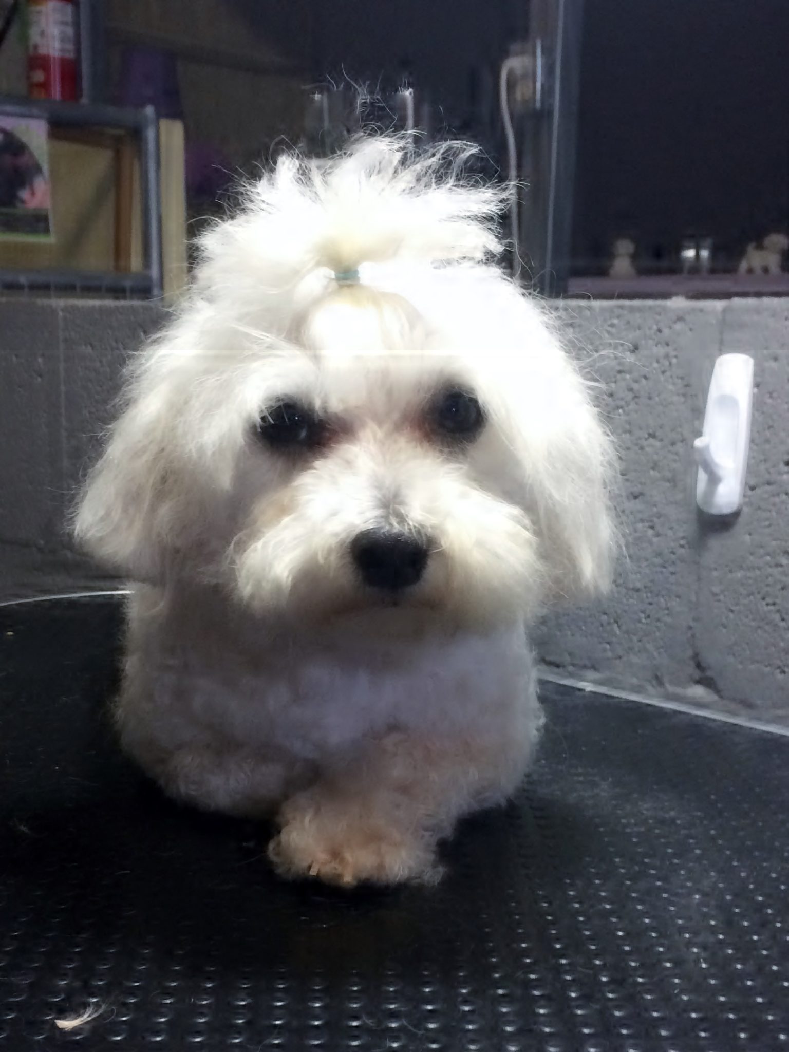 Audi summer haircut 2014 - AKC Maltese Puppies for Sale